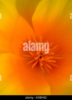 closeup of orange yellow eschscholzia flower. spring flowers on natural ...