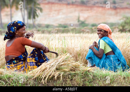 Indian women agricultural workers at farm at Sawai Madhopur near ...