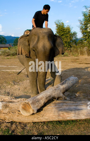 Working Elephant Hauling Logs Hongsa Laos Stock Photo - Alamy