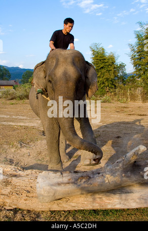 Working Elephant Hauling Logs Hongsa Laos Stock Photo - Alamy