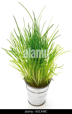 Cut fresh green chive in a box Stock Photo - Alamy