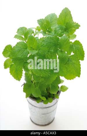 Lemon balm in pot still life Stock Photo - Alamy
