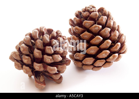 Close-up of two fir cones hanging on the branches of a conifer tree ...