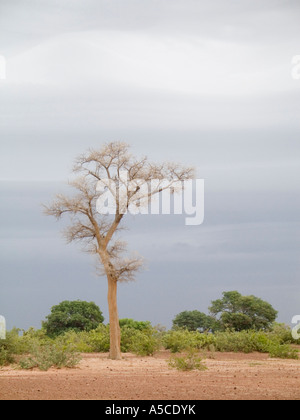 Niger, West Africa. Dry Season in the Sahel. Compare to Rainy Season in ...