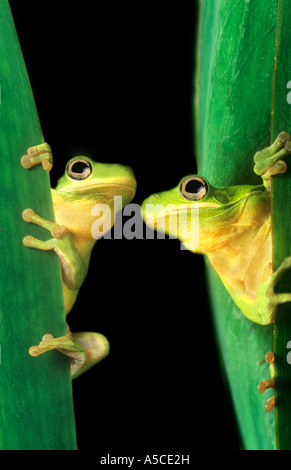 two frogs face to face Stock Photo - Alamy