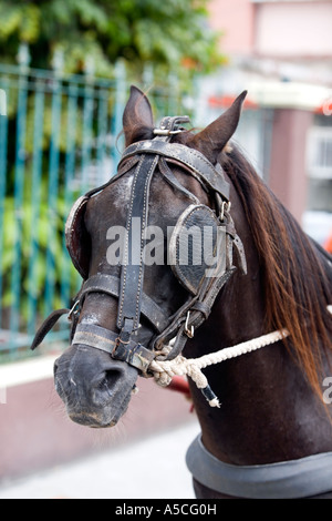 on Isla Cozumel island in Quintana Roo Mexico Stock Photo - Alamy