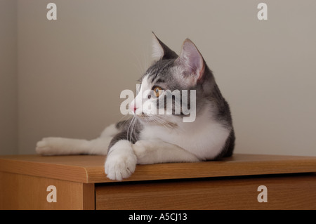 cat lying on top of a filing cabinet Stock Photo - Alamy