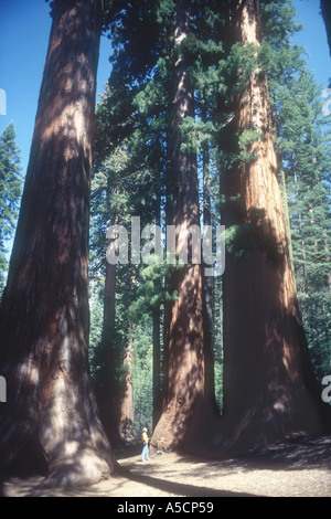 Giant Sequoias Sequoiadendron giganteum and hiker Trail of 100 Giants Giant Sequoia National ...