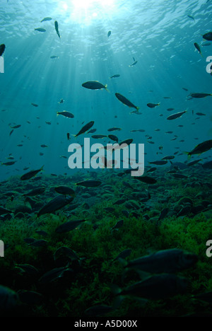 Mexican tetra in Balmorhea Springs State Park, Texas Stock Photo - Alamy