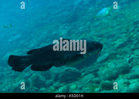 Cat fish in Solomon Spring in Balmorhea Stock Photo - Alamy