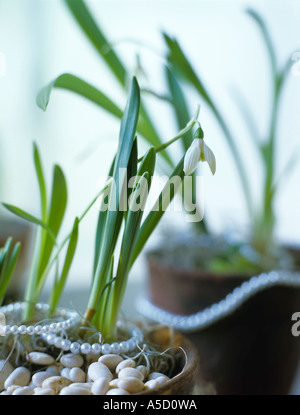 Snowdrops in bud Stock Photo - Alamy
