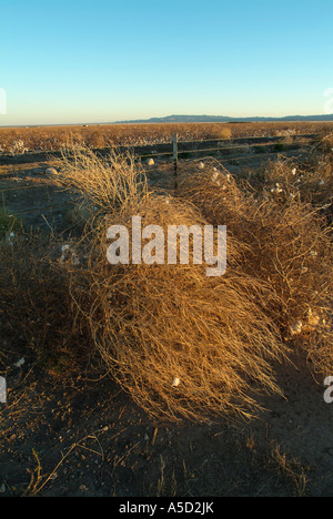 Tumbleweed plants in Pecos area in Texas state, USA Stock Photo - Alamy