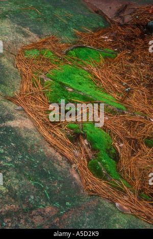 Rock outcrops and moss colonies, Killarney Provincial Park, Killarney ...