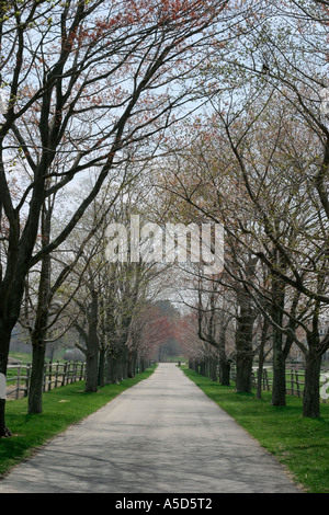 A long tree lined driveway entrance to a farm in New South Wales ...