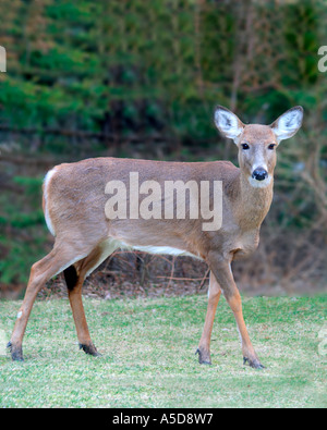 Whitetail Deer in Winter Stock Photo - Alamy