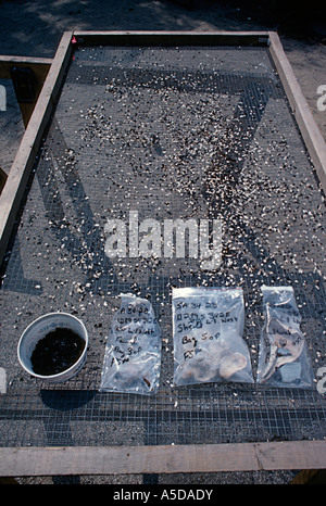 Screen with bags of artifacts at an archaeological dig Stock Photo - Alamy