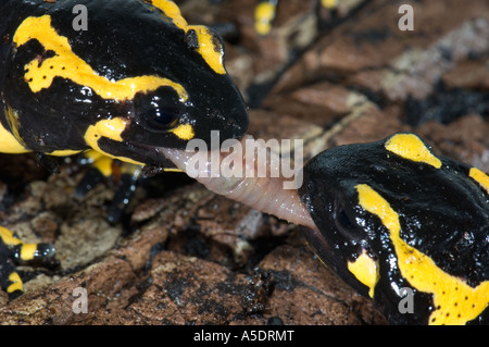 firesalamander fire salamander HEAD eat eating an insect Salamandra ...