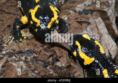 firesalamander fire salamander HEAD eat eating an insect Salamandra ...