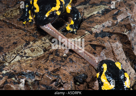 firesalamander fire salamander HEAD eat eating an insect Salamandra ...