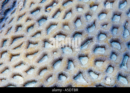 Honey Comb Coral FAVIA FAVUS reef scenery paradies under water sealife ...