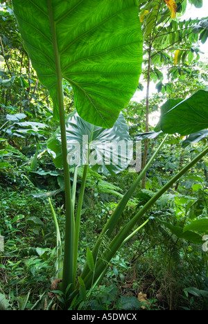 rainforest SAMOA Mt. VAEA near the Villa Vailima of Robert Louis ...