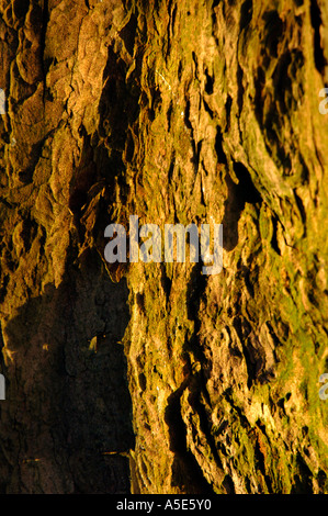 Tree trunk with a distinct texture of bark covered with lichens and ...