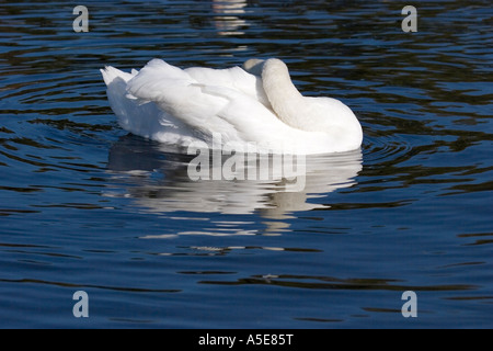 Mute Swan with Head under Water Stock Photo - Alamy