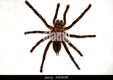 Tarantula (Eurypelma spinicrus Stock Photo - Alamy
