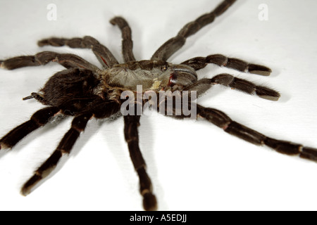 Tarantula (Eurypelma spinicrus Stock Photo - Alamy