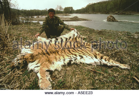 Siberian tiger skin recovered from poachers in forests of Primorskii ...