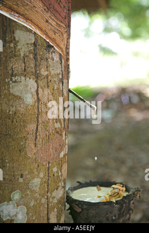 Dripping sap, natural gum tree resin on bark with blurred yellow ...