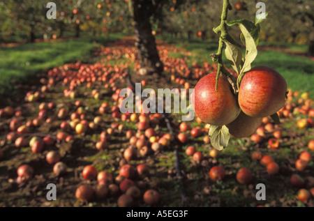 Waste an unpicked Apple left to rot in the orchard goes rotten from the ...