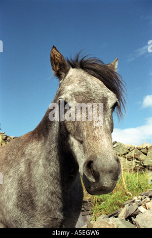 grey horse in snowdonia, wales Stock Photo - Alamy