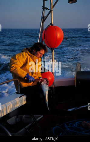 Gutting Fish Cod Long Line Fishing North Sea, British Waters Stock ...