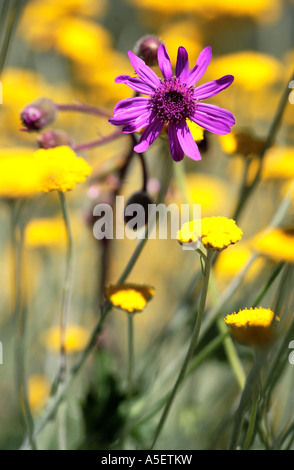Purple daisy among yellow everlasting daisy flowers Stock Photo - Alamy