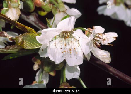 Cherry blossom var Merchant Stock Photo - Alamy