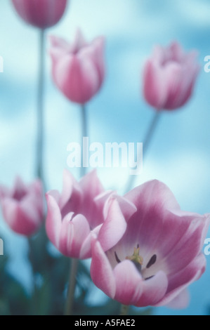 Pink color tulip flowers bloom in the garden Stock Photo - Alamy