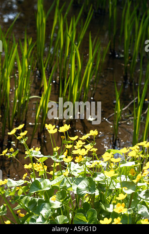 The vivid yellow of the Marsh Marigold, or Kingcup, stands out in the ...