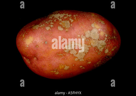 Silver scurf Helminthosporium solani on potato tuber skin Stock Photo ...