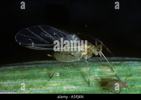 Grain aphid Sitobion avenae winged alate adult insect Stock Photo - Alamy