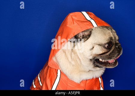 Pug wearing hoodie jacket Stock Photo - Alamy