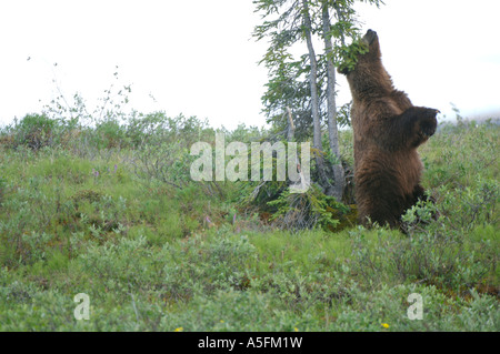 Grizzly Bear at Muskeg Creek area, Firth River. Ivvavik National Park ...