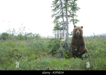 Grizzly Bear at Muskeg Creek area, Firth River. Ivvavik National Park ...