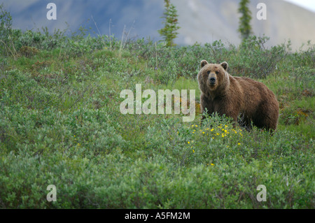 Grizzly Bear at Muskeg Creek area, Firth River. Ivvavik National Park ...