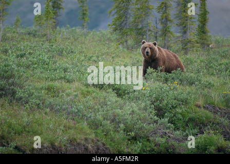 Grizzly Bear at Muskeg Creek area, Firth River. Ivvavik National Park ...