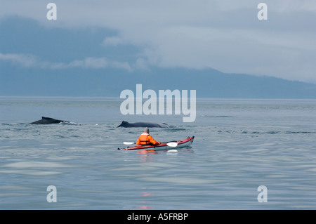Humpback Whales and kayaker, SE - Southeast Alaska Stock Photo - Alamy