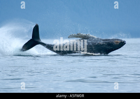 A humpback whale shows full body suspended above the water, after a ...