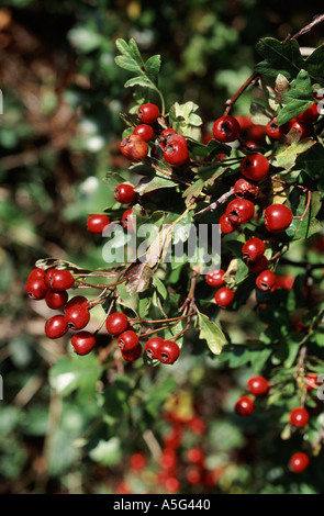 Hawthorn tree (Crataegus monogyna) on cliff top shaped by prevailing ...