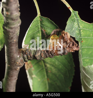 cherry tree disease. fruit tree disease. bacterial or virus disease ...