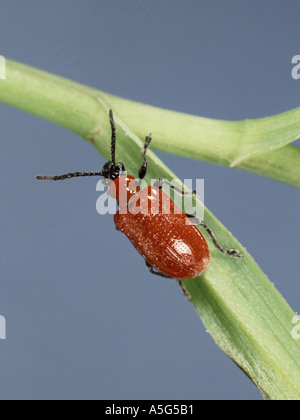 Copulating red lily beetles Lilioceris lilii on Lillium regale with ...